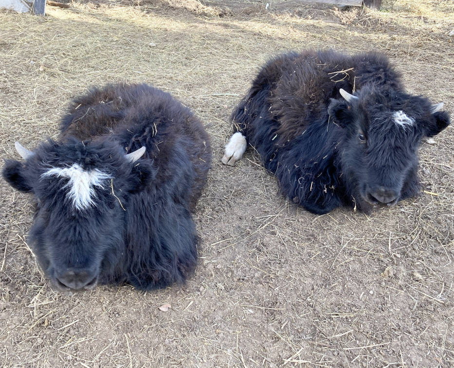 Yaks for Sale – Hay Springs Yaks