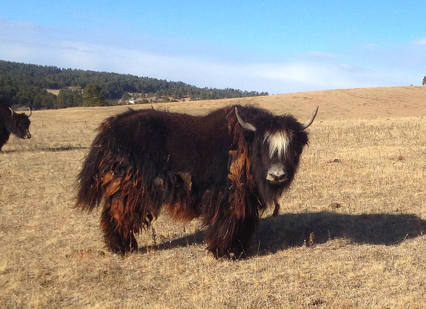 Yaks for Sale – Hay Springs Yaks