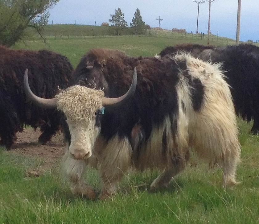 Yaks for Sale – Hay Springs Yaks